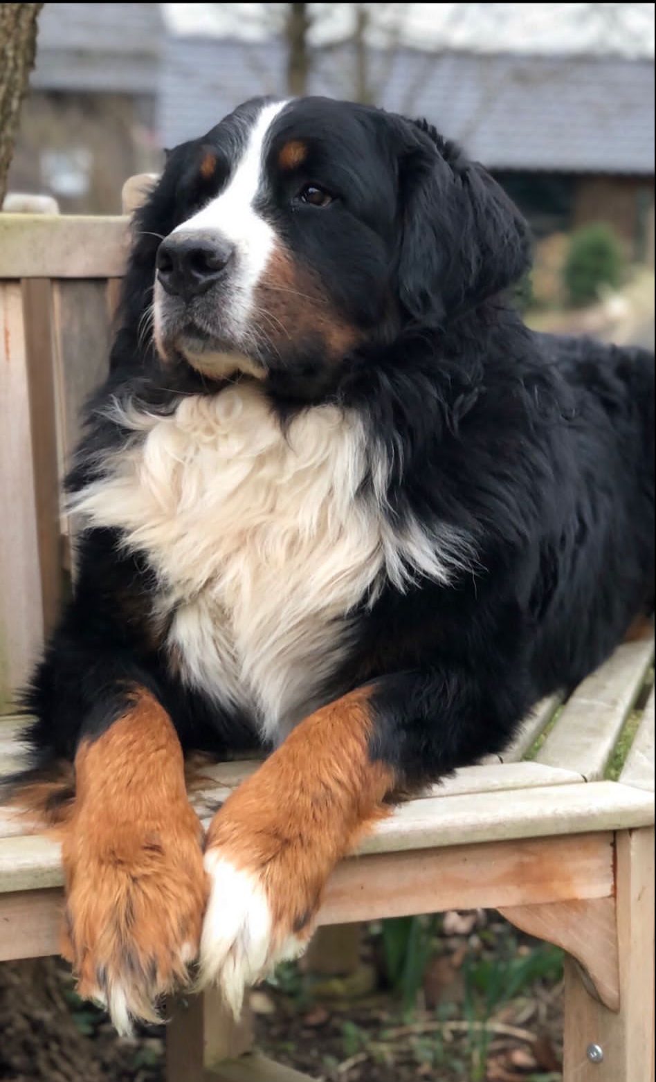 Spannende Berner Sennenhund Wurfankundigung 2023 Ebenbild