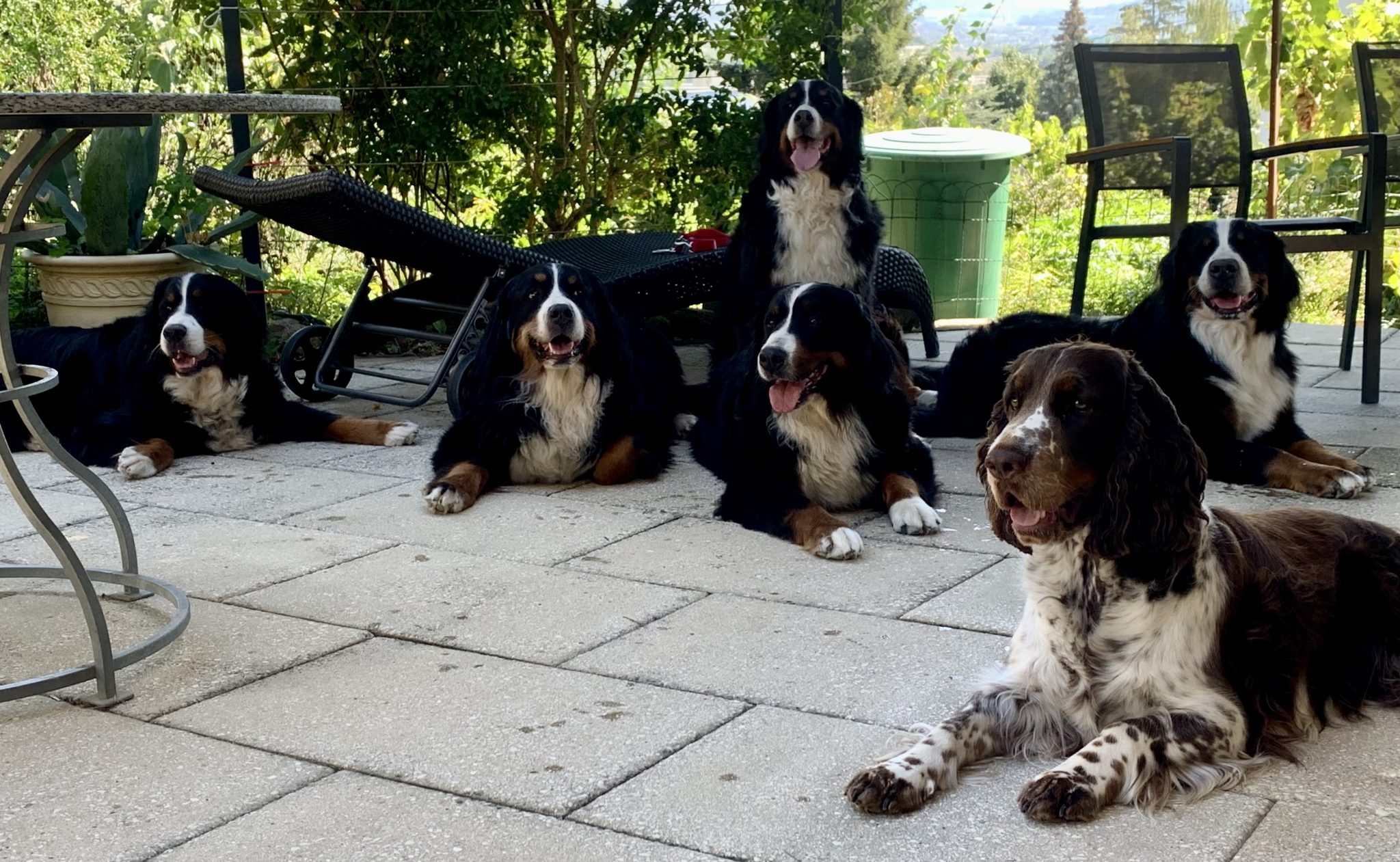 5./06.09.2022 Besuch in Selma´s Heimat - Geroldswil in der Schweiz - Berner Sennenhunde von der ...