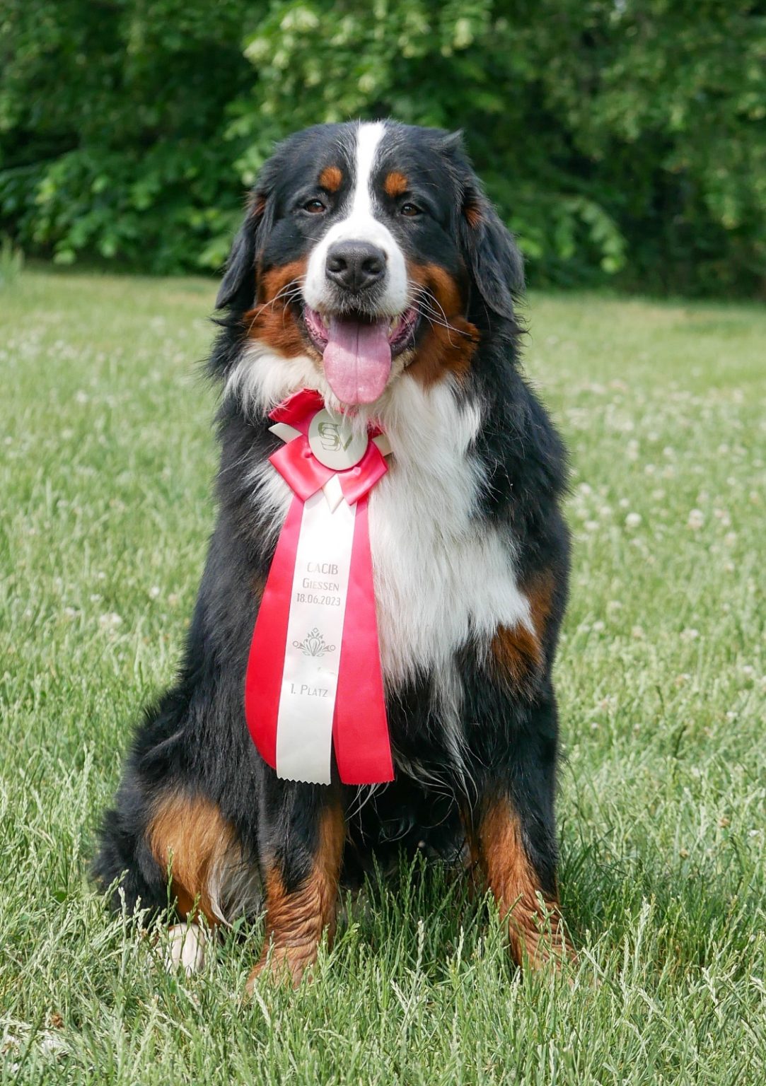 Berner Sennenhund Wurfankundigung 2023